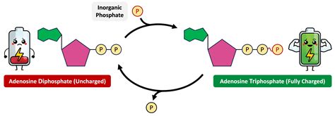 Coenzymes