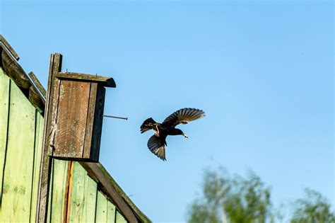 Скворец | Пикабу