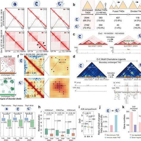 Morphological And Chromatin State Dynamics Of Thp 1 Cells During Download Scientific Diagram