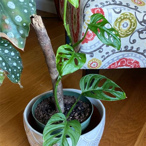 🧀 When And Where Should I Trim My Swiss Cheese Vine