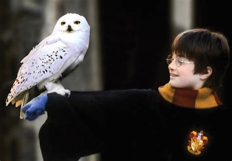 Hedwig Official Harry Potter Encyclopedia