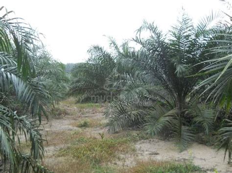 Agricultural Land For Sale 7 Acres Rembau Negeri Sembilan Mudahmy
