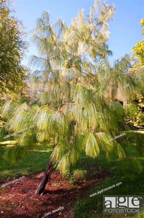 PINUS PATULA, Stock Photo, Picture And Rights Managed Image. Pic. GWG ...