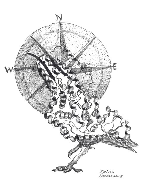 Pdb 101 Irina Besonova Gallery Compass