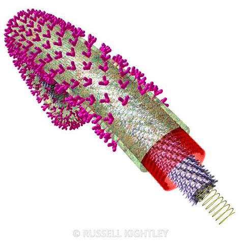Russell Kightley Scientific Illustrator And Animator Ebola Virus