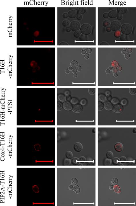 Subcellular Localization Analysis Of T16h Fused With Different