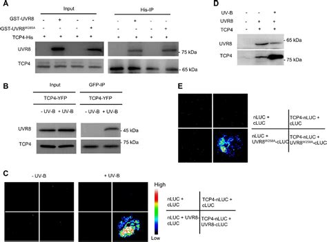 Uvr8‐tcp4‐lox2 Module Regulates Uv‐b Tolerance In Arabidopsis Li 2024 Journal Of