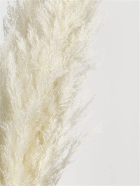 Кортадерія біла купити в Україні за низькою ціною • Dfb Elements