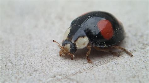Ladybug Cleaning Its Legs Close Frame Stock Footage Video Of Insect