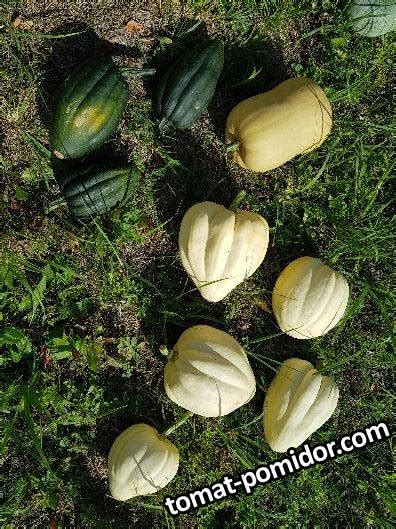Акорны и Северное чудо - Альбомы - tomat-pomidor.com