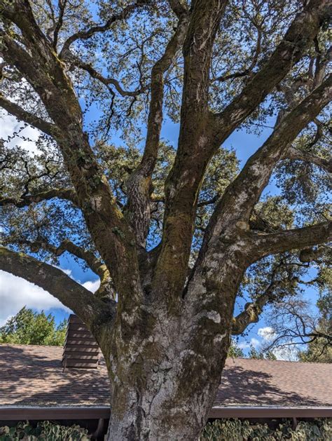 Coast Live Oak Tony Tomeo