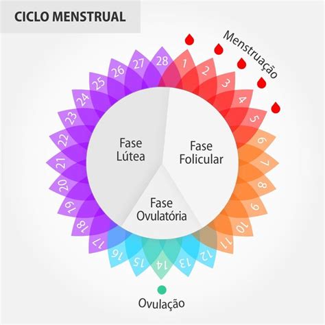 Ciclo Menstrual E Suas Fases Toda Matéria