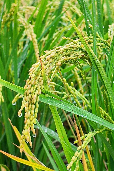 齐秦 摄影作品：稻花香