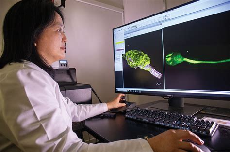 Imaging The Relationship Between The Brain And Behavior After Spinal Cord Injury Inventum