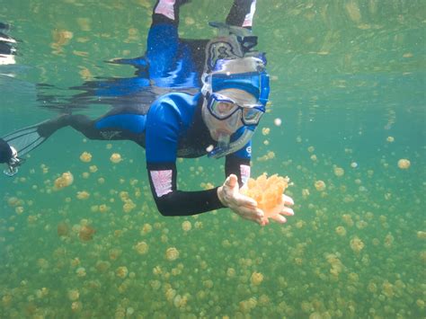 Palau And Yap Photo Gallery Sea For Yourself Snorkeling Safaris