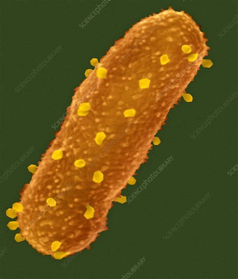 Bacteriophages Attacking Escherichia Coli Sem Stock Image C032