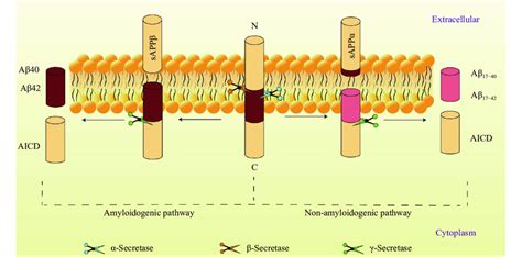 Amyloid Beta Precursor Protein Processing In Amyloidogenic Pathway