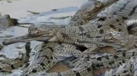 ‘beautiful Moment Shows 35 Gharial Hatchlings At Satkosia Gorge Of Mahanadi Viral News News18
