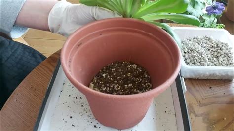 레위시아 분갈이 다육성의 레위시아 과습에 취약한 레위시아 물빠짐이 좋은 흙 배합상토산야초마사토펄라이트 섞어