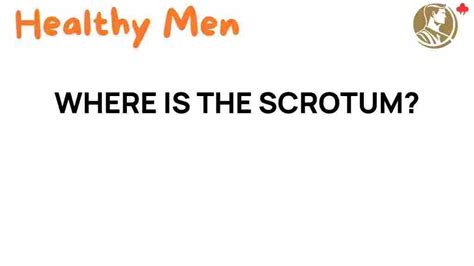 The Scrotum More Than Meets The Eye In Male Anatomy