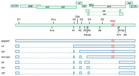 A Simplified Schematic Representation Of Hiv 1 Splicing Upper Panels