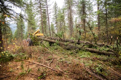 Logging In Forest Winding Pathways