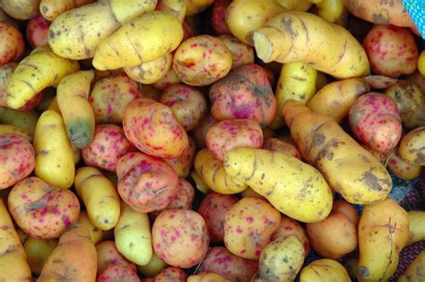 Potato Gene Reveals How Ancient Andeans Adapted To Starchy Diet