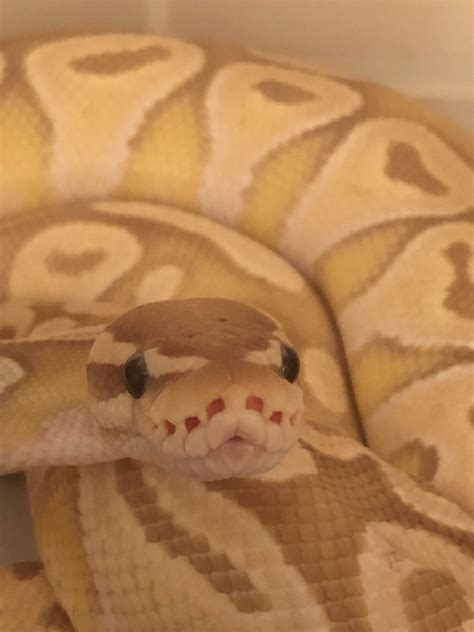 Banana Mojave Royal Python