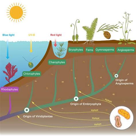 从关键进化事件看绿色植物的起源和进化journal Of Integrative Plant Biology X Mol