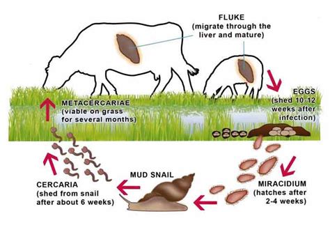 Liver Fluke Treatment In Cattle And Sheep