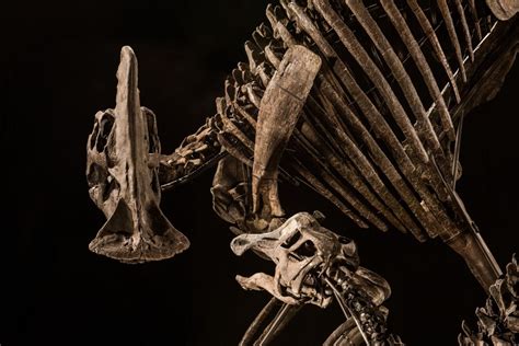 Hypacrosaurus Skeleton