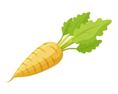 Parsnip Vegetables Flat Vector Illustration On White Background