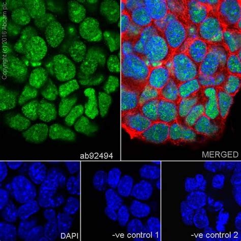Anti Id2 抗体 Ab52093 アブカム