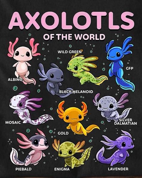 Axolotl Art