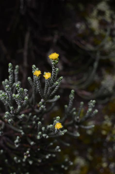 Helichrysum O2 Landscapes