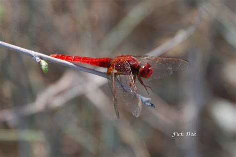 Peinture Libellule Rouge