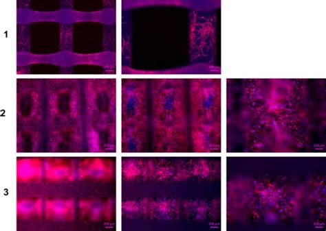 Fluorescence Microscope Images Staining Of Dapi In Blue And Rhodamine Download Scientific