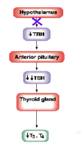 Ch 40 Endocrine Disorders Flashcards Quizlet