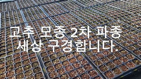 240217토 순한칼탄 농우바이오 고추모종 2차파종 고추모종세상구경 손범규농합육묘장 탄저병역병바이러스칼라병복합내병계 모종주문01072582666 가조농약