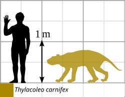 File Thylacoleo Size Comparison Svg Wikimedia Commons