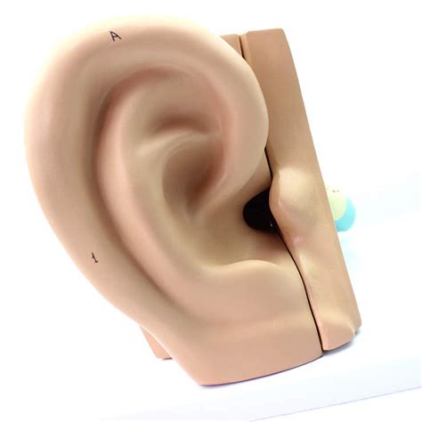 Buy Educational Model Medical Human Ear Model Outer Ear Middle Ear Inner Ear Otolaryngology Ear