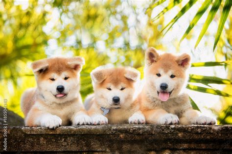 Akita Puppies