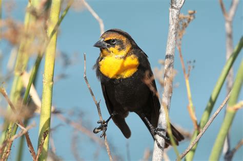 Yellow Headed Blackbird Audubon Field Guide