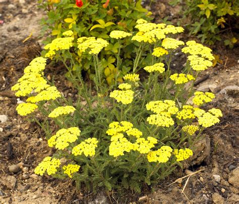 How To Plant And Grow Yarrow