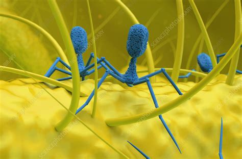 Bacteriophages Infecting Bacterium Illustration Stock Image F043 8407 Science Photo Library