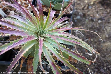 My Arizona Haul Spikes Rocks And Metal Mariachi Musicians