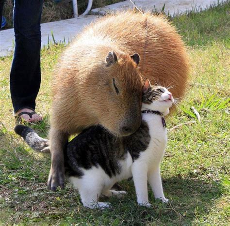 Los Capibaras El Animal Salvaje Que Hace Amigos Allá Por Donde Va