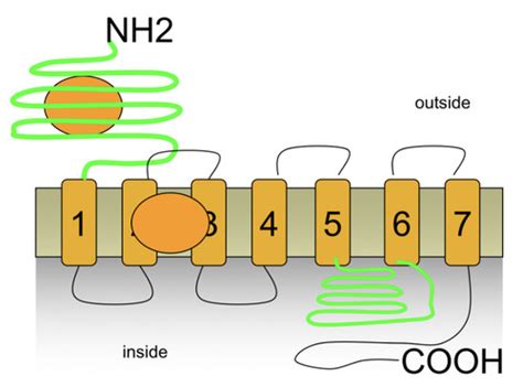 G Protein Coupled Receptor Gpcr Signalling Flashcards Quizlet