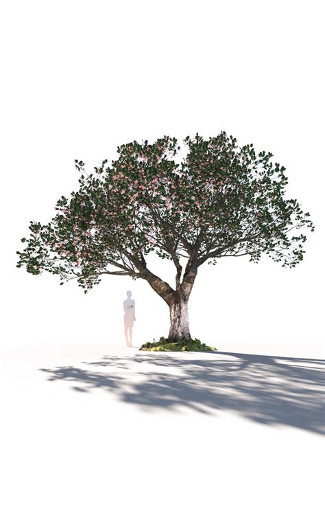 3d Cherry Tree Mature Prunus Avium E Turbosquid 1779575