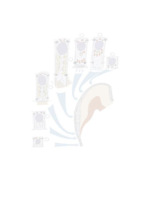 Copy Of Oral Histo Lab 20250320 151054 0000 Pdf